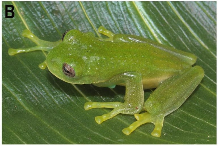 Se descubren en Ecuador dos nuevas especies de ranas de cristal